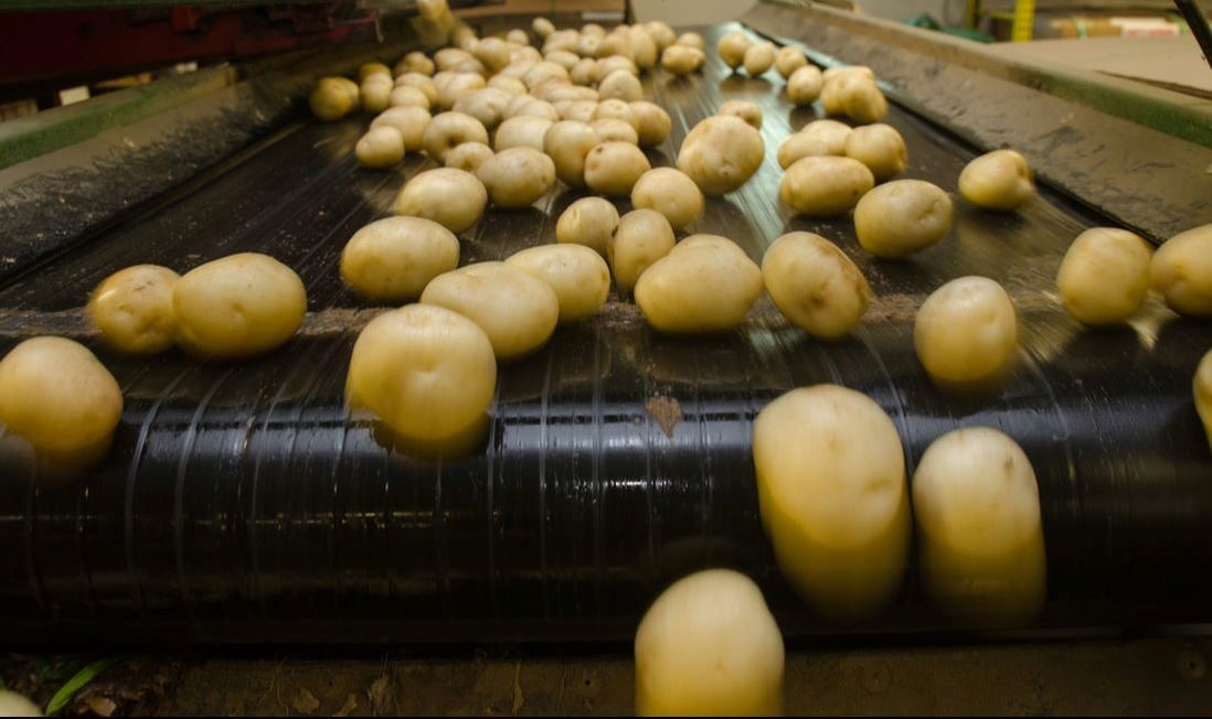 Swaz Potato Farms - UMass Dining Sustainability