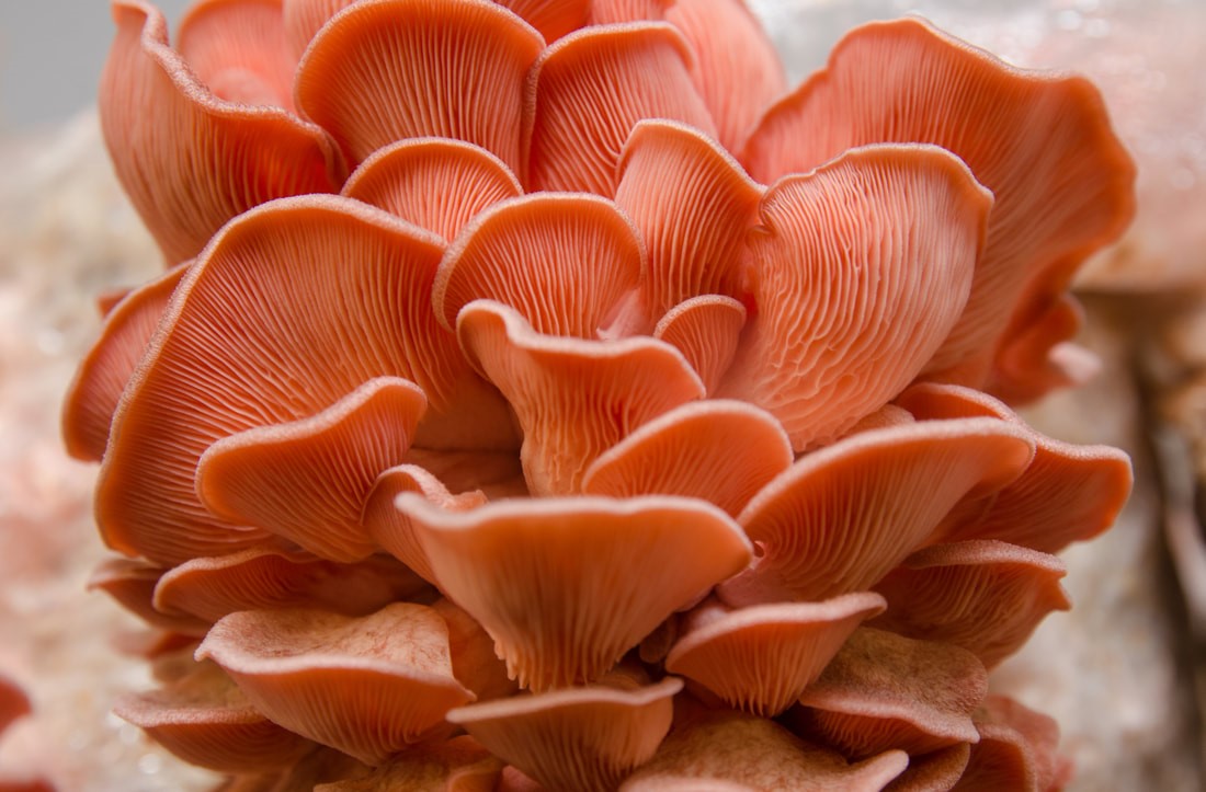Fungi Ally - UMass Dining Sustainability